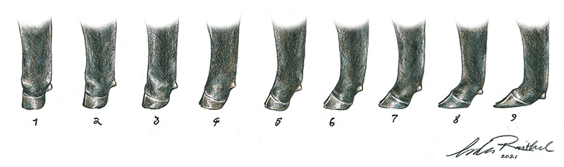 Performance Data Reporting American Simmental Association