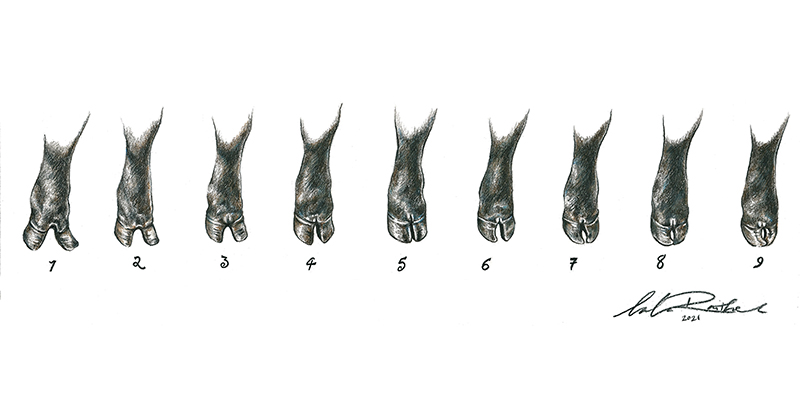 Performance Data Reporting American Simmental Association