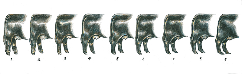 Performance Data Reporting American Simmental Association
